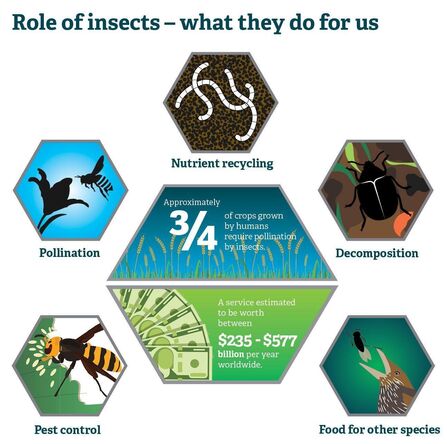 Action for Insects | Devon Wildlife Trust